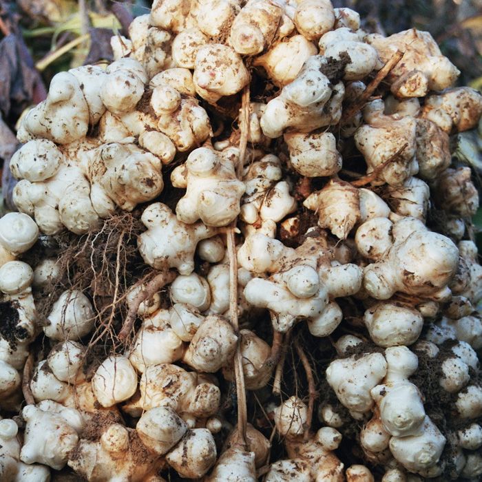 Topinambur Sonnenstrauß | 755253