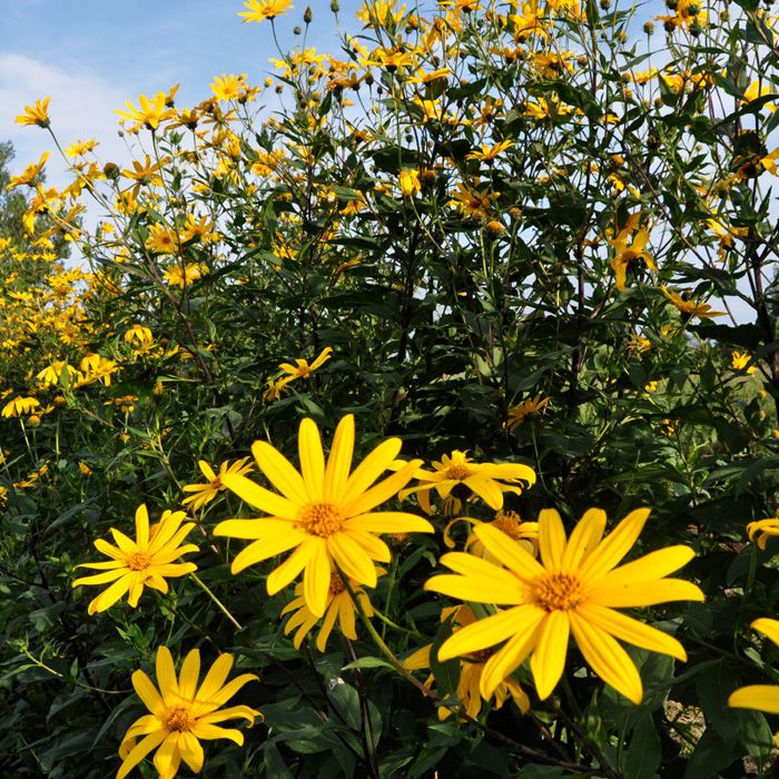 Topinambur Sonnenstrauß | 755253