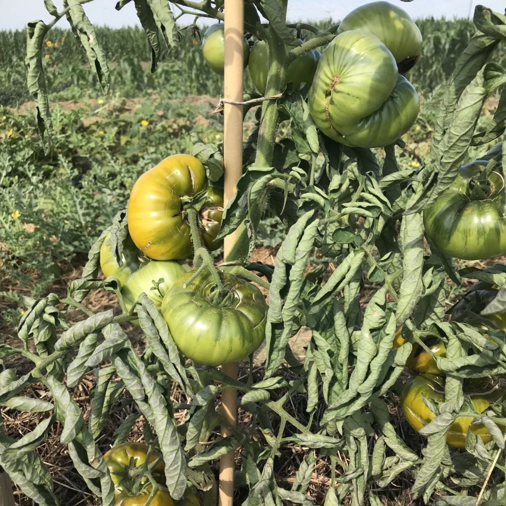 Fleischtomate Smaragdapfel | 35651